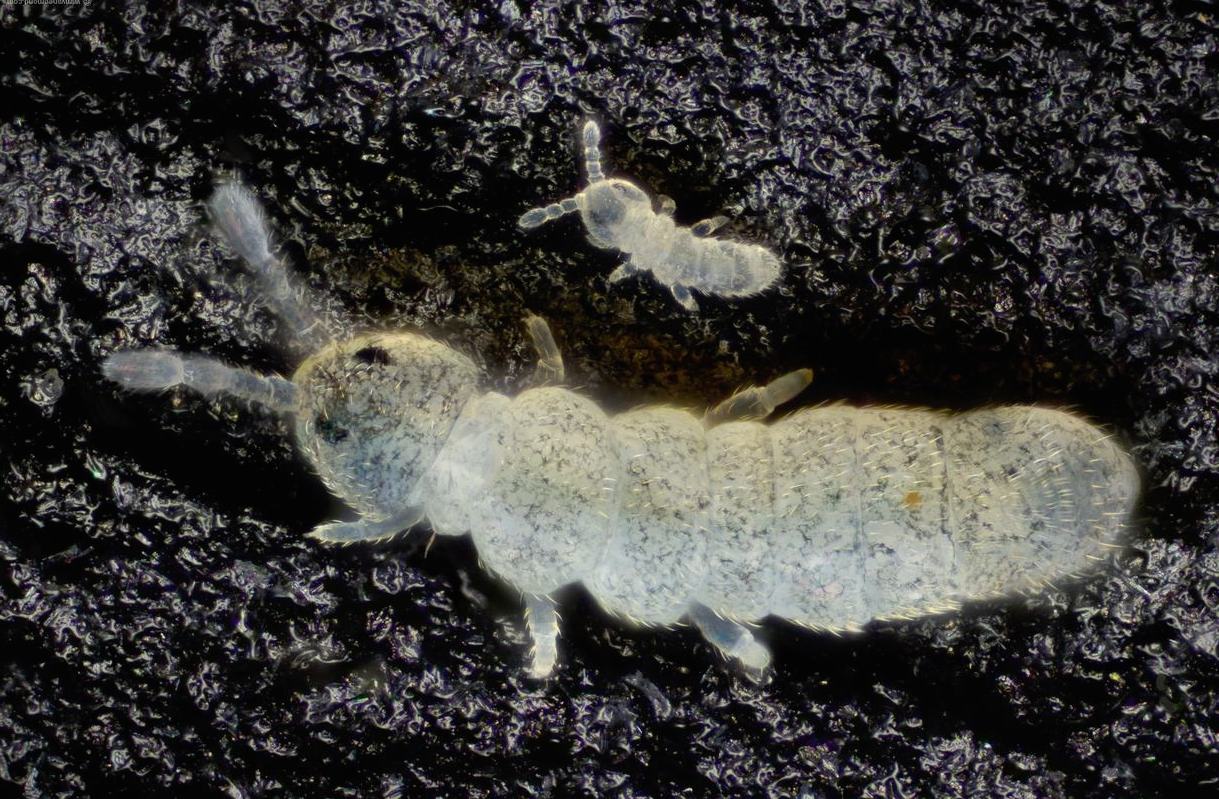 Radioserie: Het Perspectief